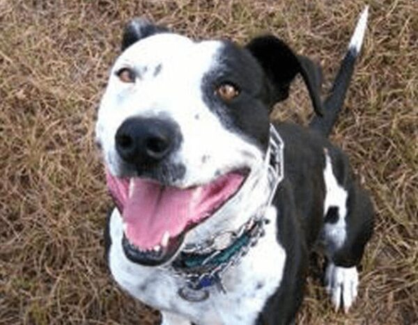 Healthy Pet Advice - Voices of Change Animal League