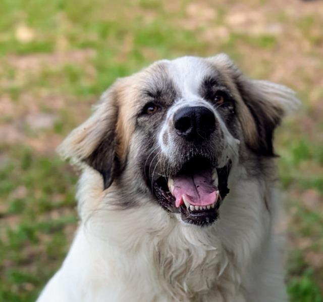 Treble - Voices of Change Animal League