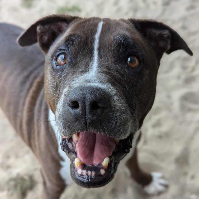 Sampson - Voices of Change Animal League